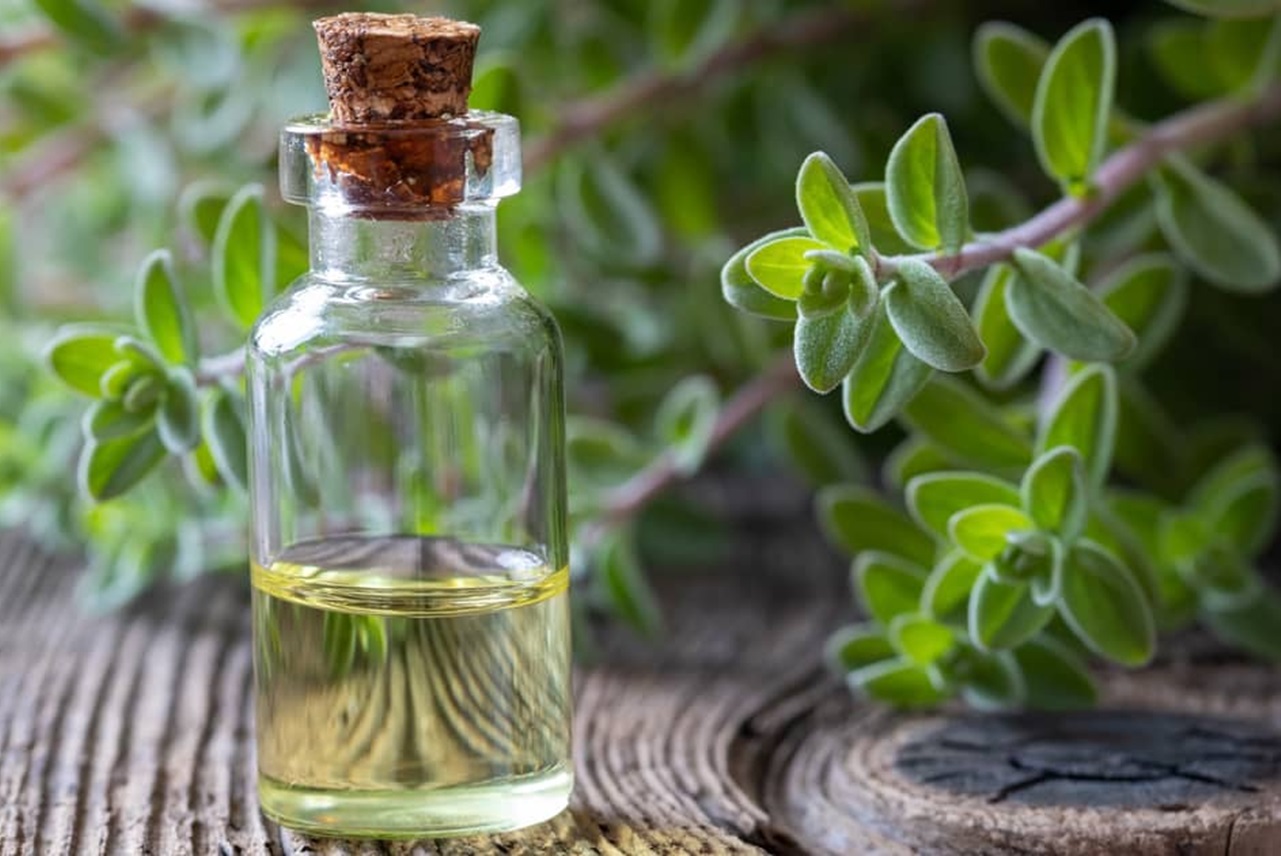 Mejorana, una hierba digestiva para el bienestar de la mujer - Blog NATFY